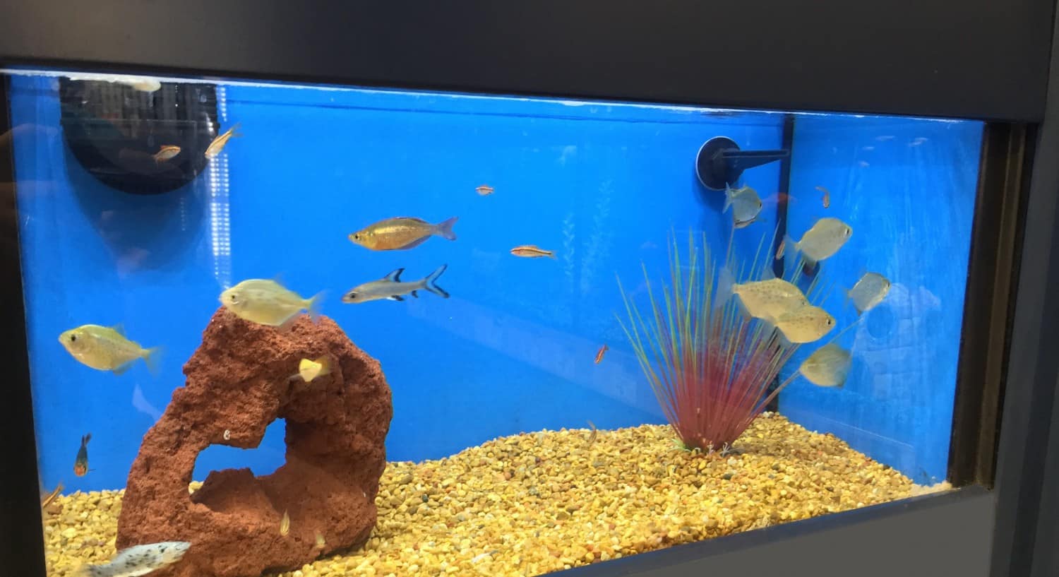 Large Commercial Pet Retailers - Aquamoon